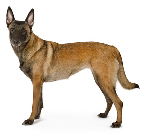 Malinois (Belgischer Schäferhund): Charakter & Steckbrief